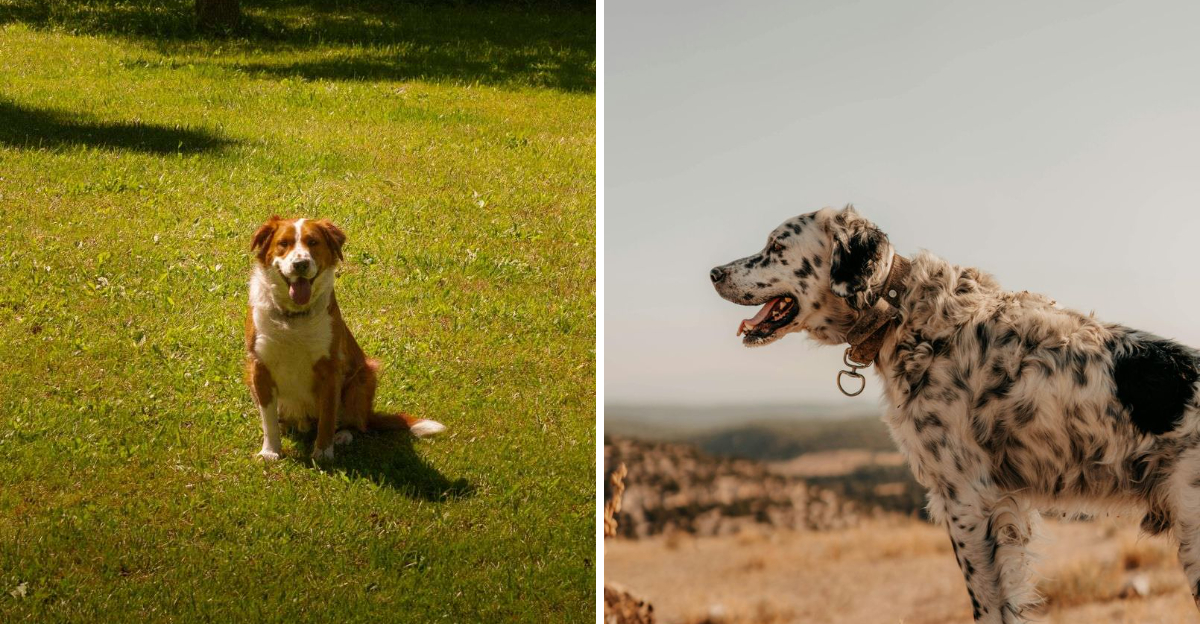 Owners looking beyond social media are finding these 8 dogs