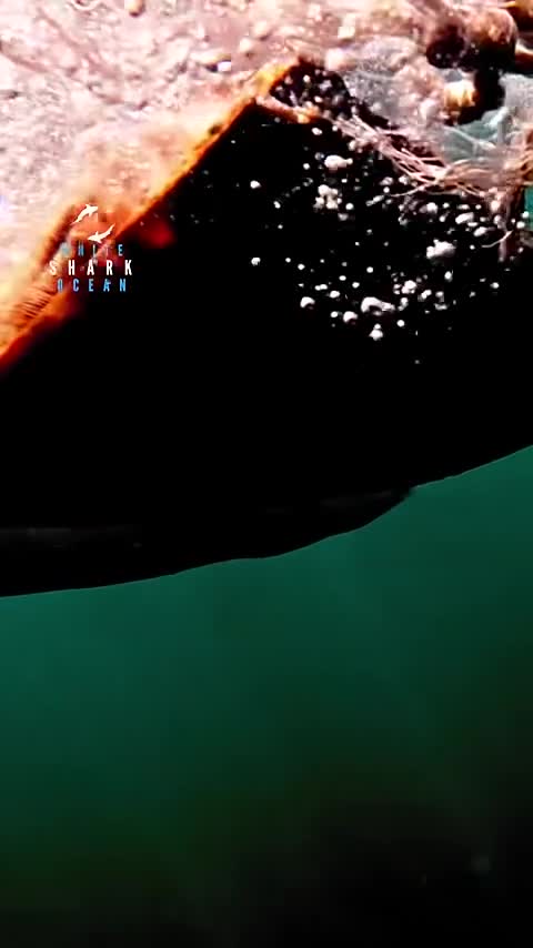 Great white approaches from deep clear water