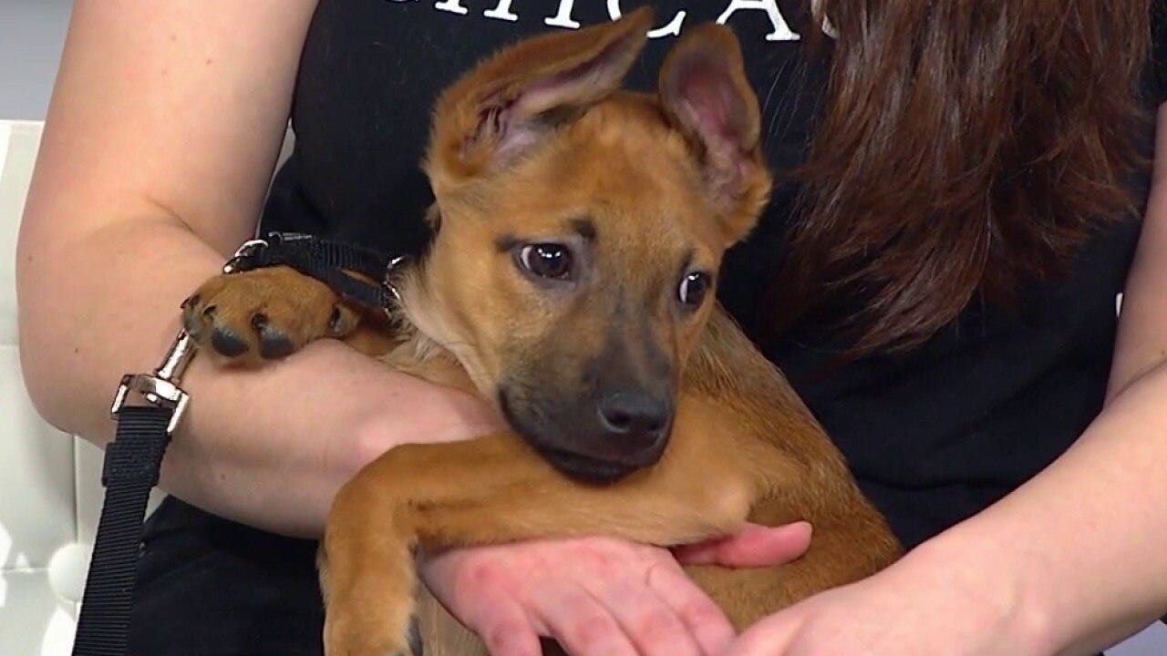 Pizza with a purpose: PAWS Chicago helps pets find homes