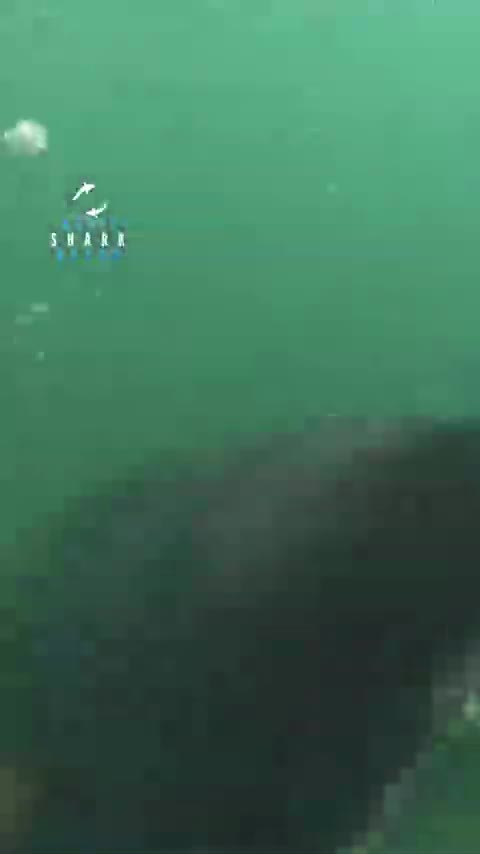 Great white shark checking out what the cage is