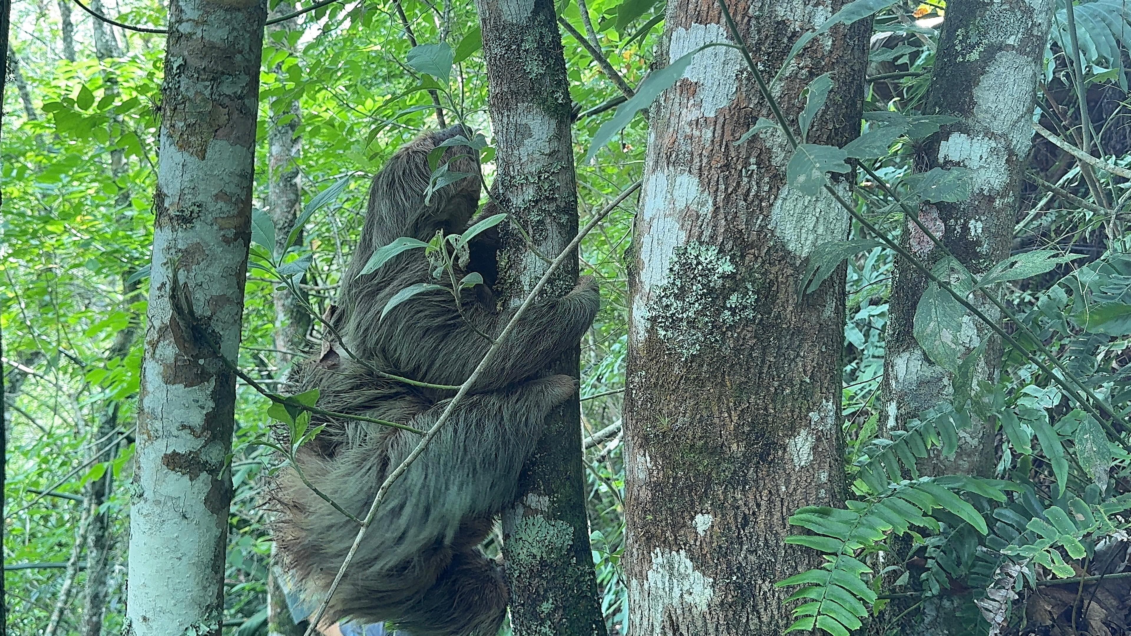 Vuelven a su hábitat una perezosa y su cría luego de ser hallados ...