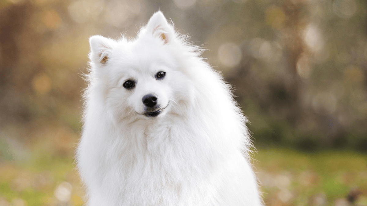 7 disturbing signs that a dog is preparing for the end of its life