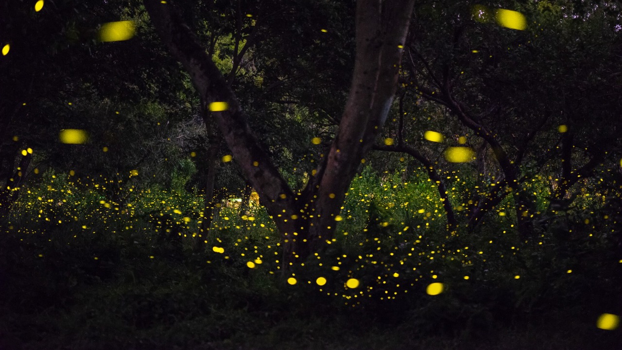 ET might be blinking at us like fireflies, researchers say