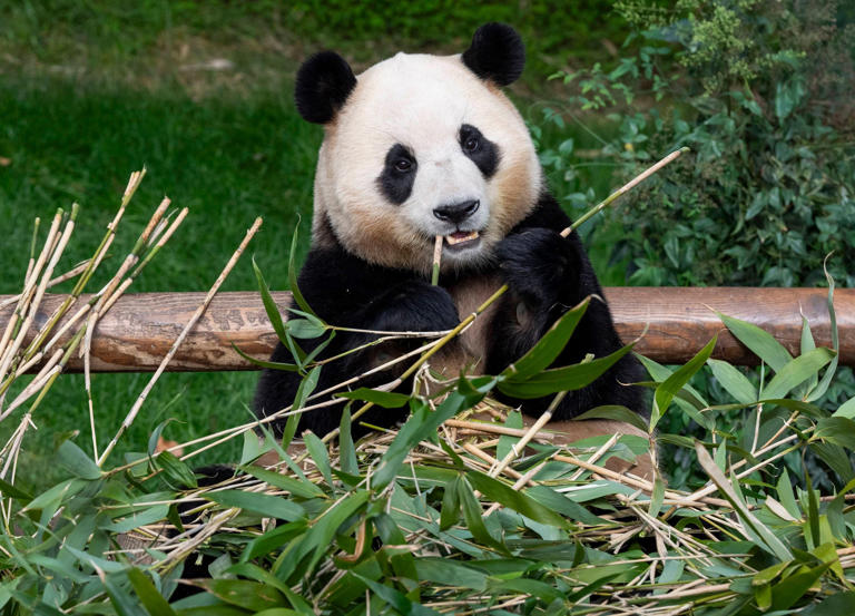 President Lee proposes pandas for Gwangju amid AI center fallout