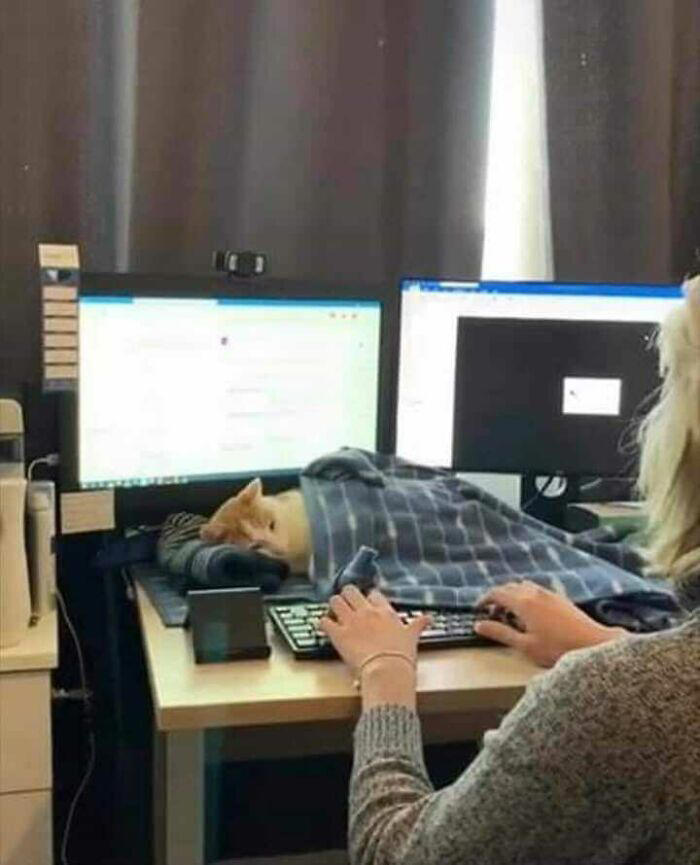 50 absurd, chaotic, and hilarious photos from the ‘Cat Virus.exe’ page