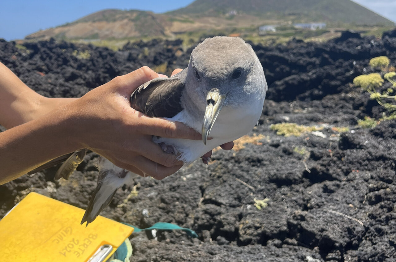 Marine pollutants disrupt cellular energy production in seabirds
