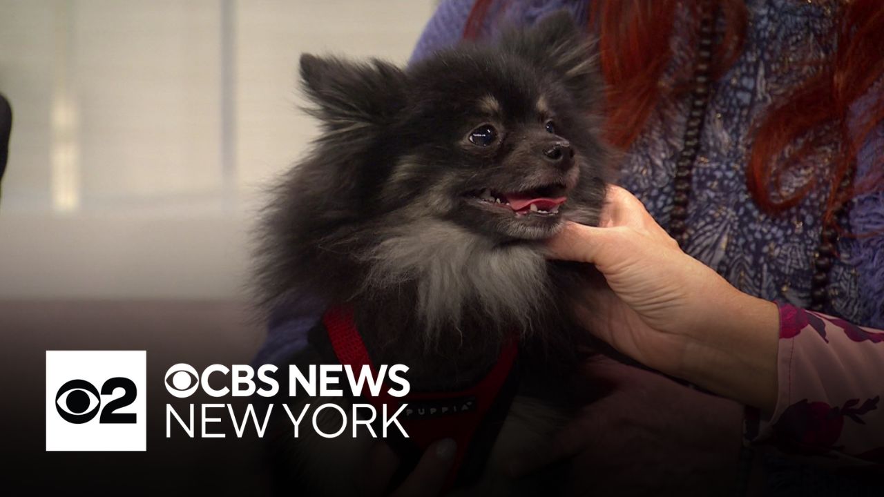 Furry friend finder: Milo