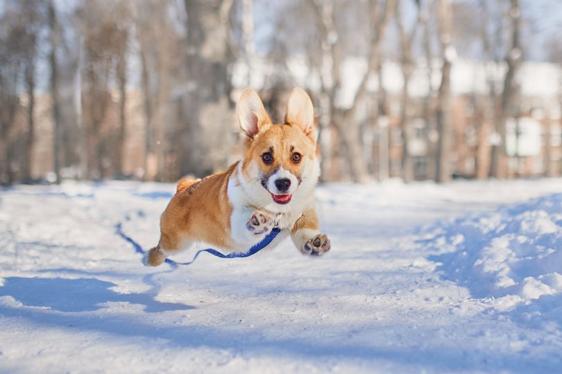 Why dog owners shouldn't put their pets in winter boots even in ...