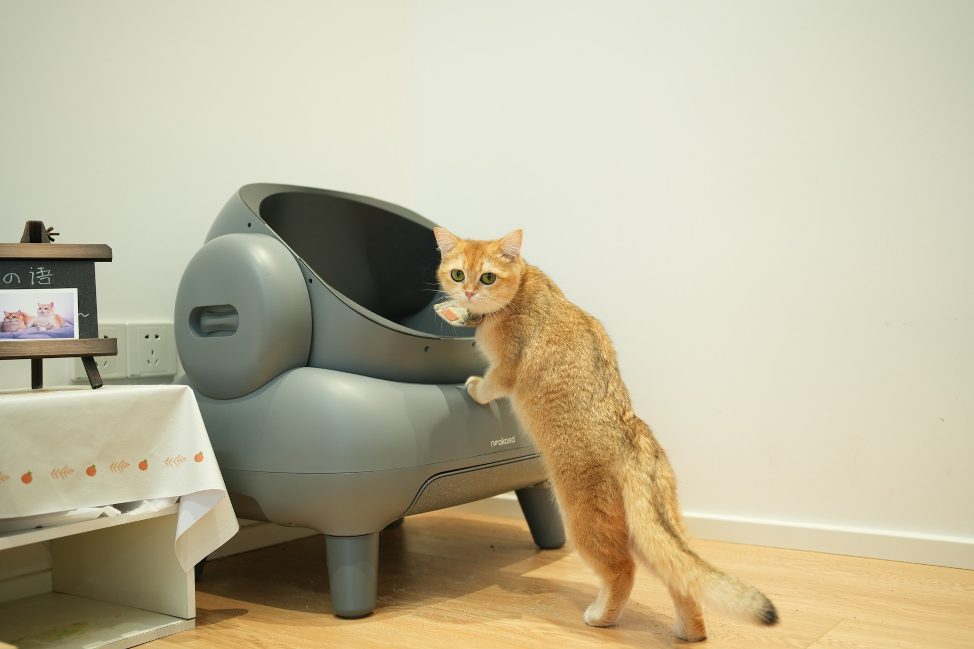 10 subtle signs your cat is actually sick