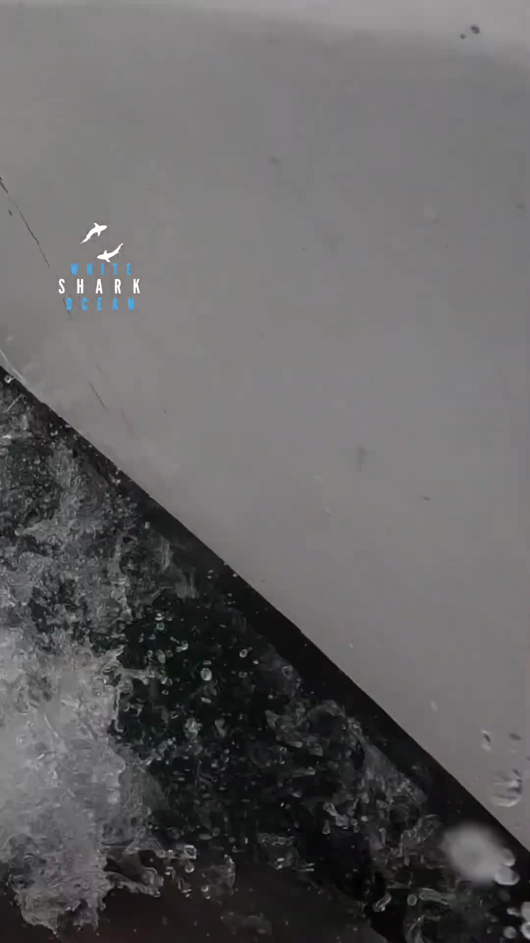 Great white shark displays top jaw extension