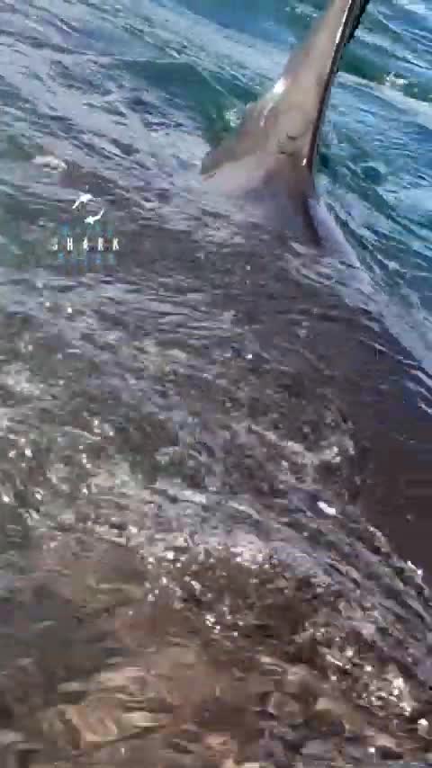 Great white shark has pigmentation patch on the dorsal fin #greatwhite