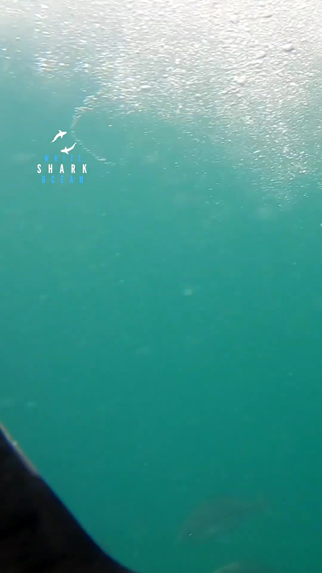 Great white bursts out of the water in front of research boat #greatwhite