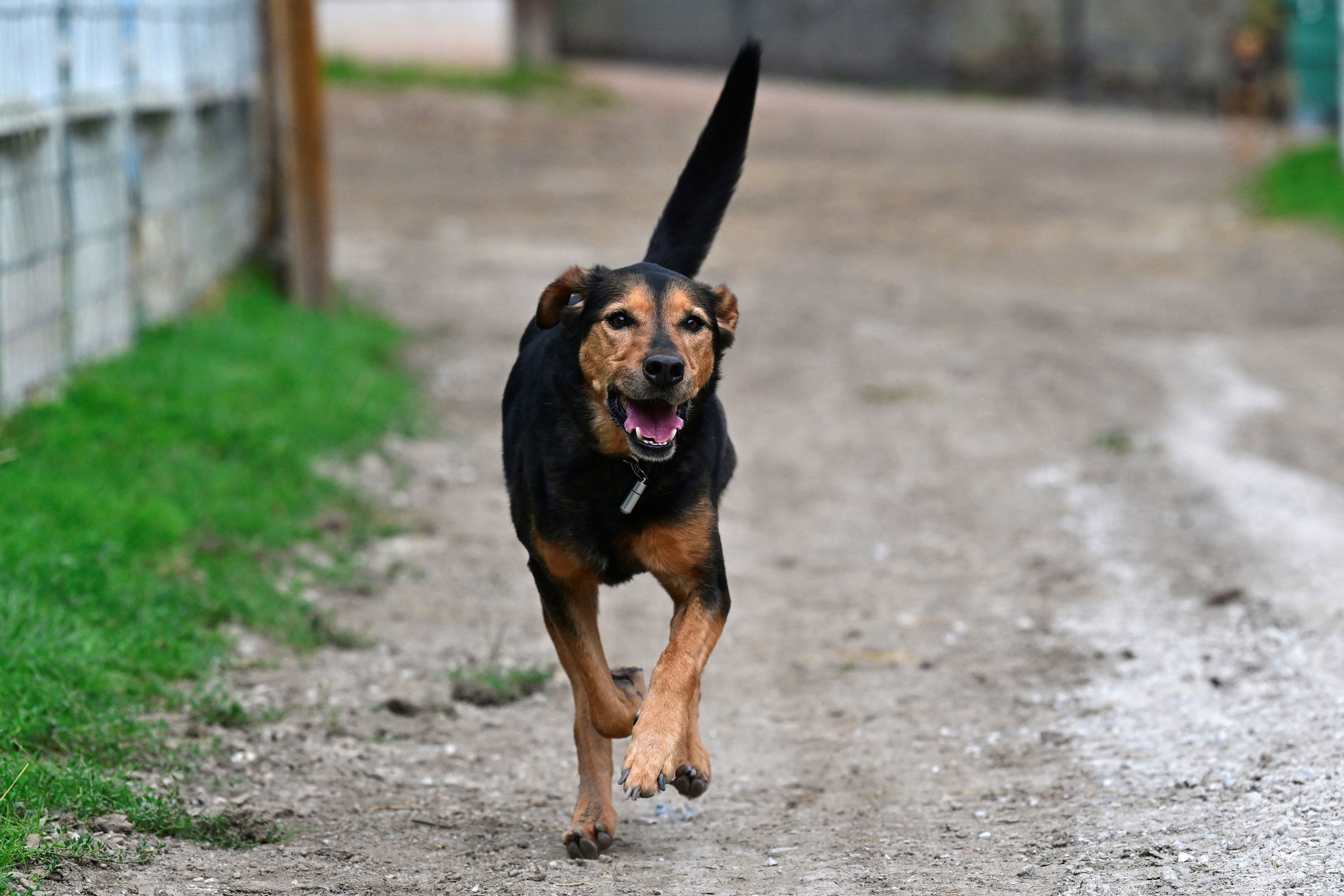 Clever dog named Dawson escapes shelter, viral video sparks millions of ...