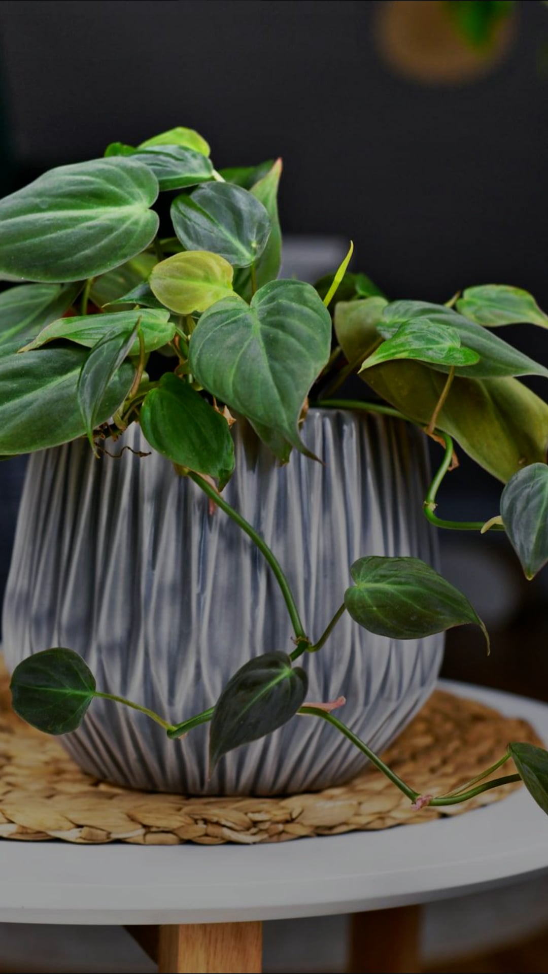Houseplants that can survive in windowless rooms