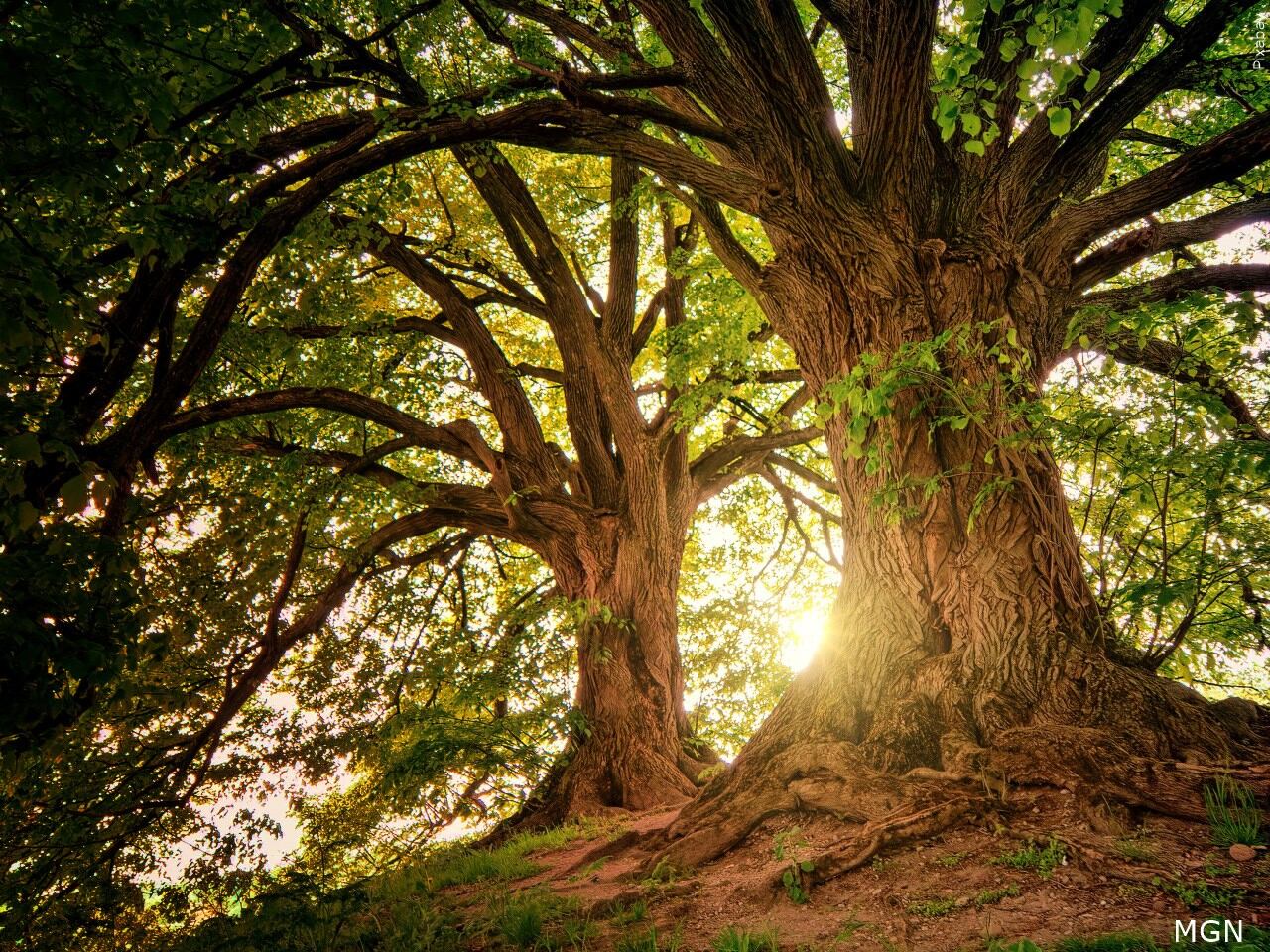 Organization plants 50 trees from different climates to prepare for ...