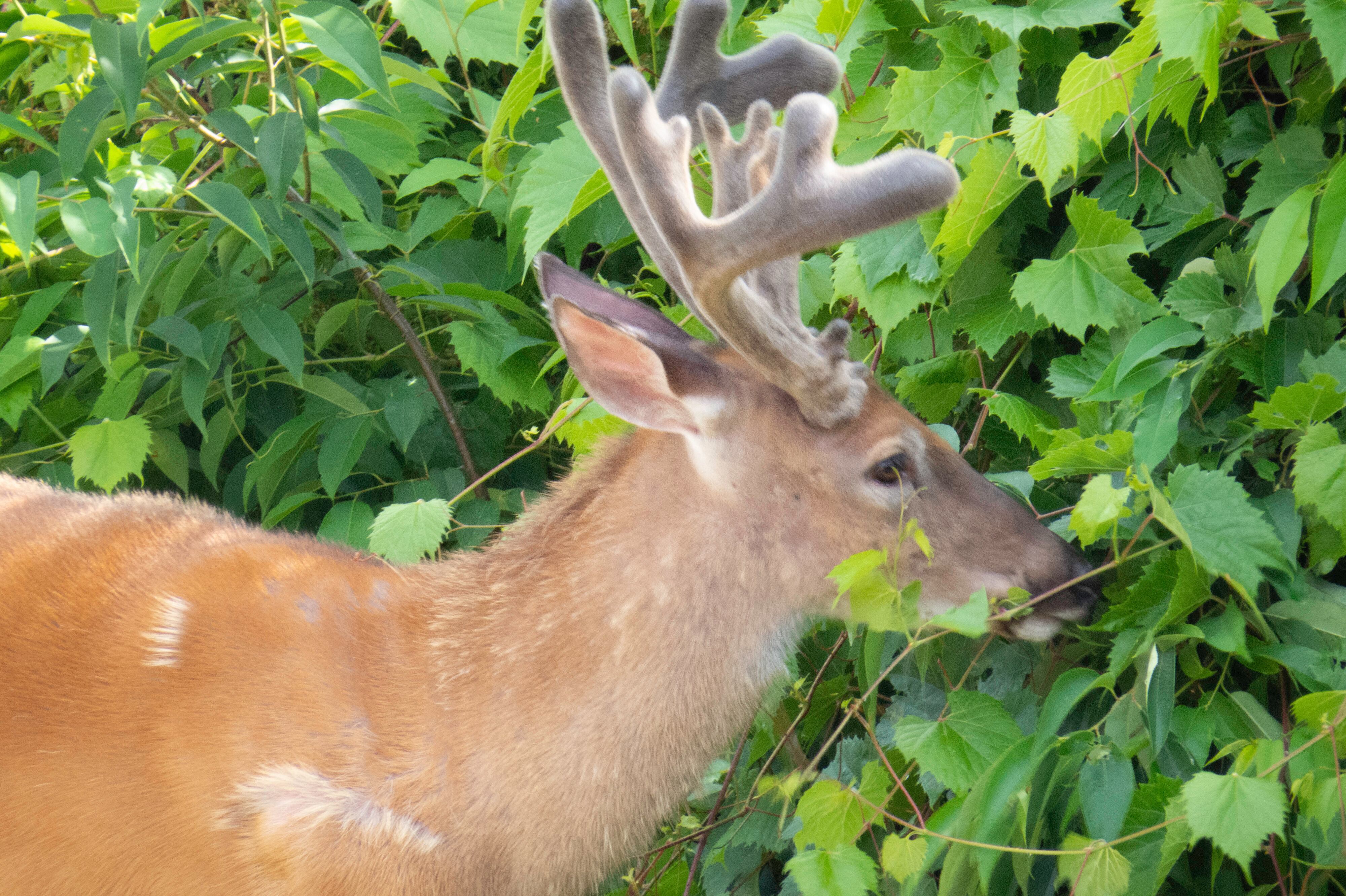 Shaker Heights to begin deer sterilization program alongside annual culling