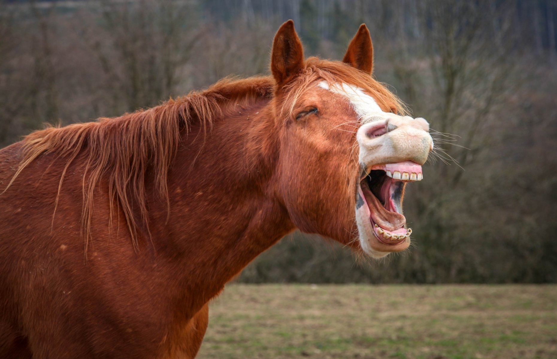 20 bizarre facts about farm animals
