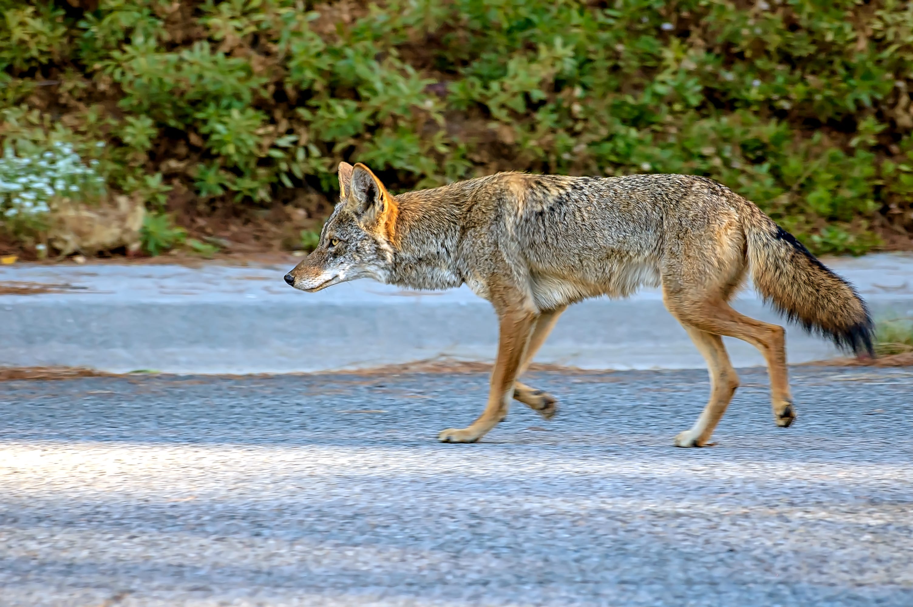 It’s breeding season for coyotes. Here’s how to stay safe