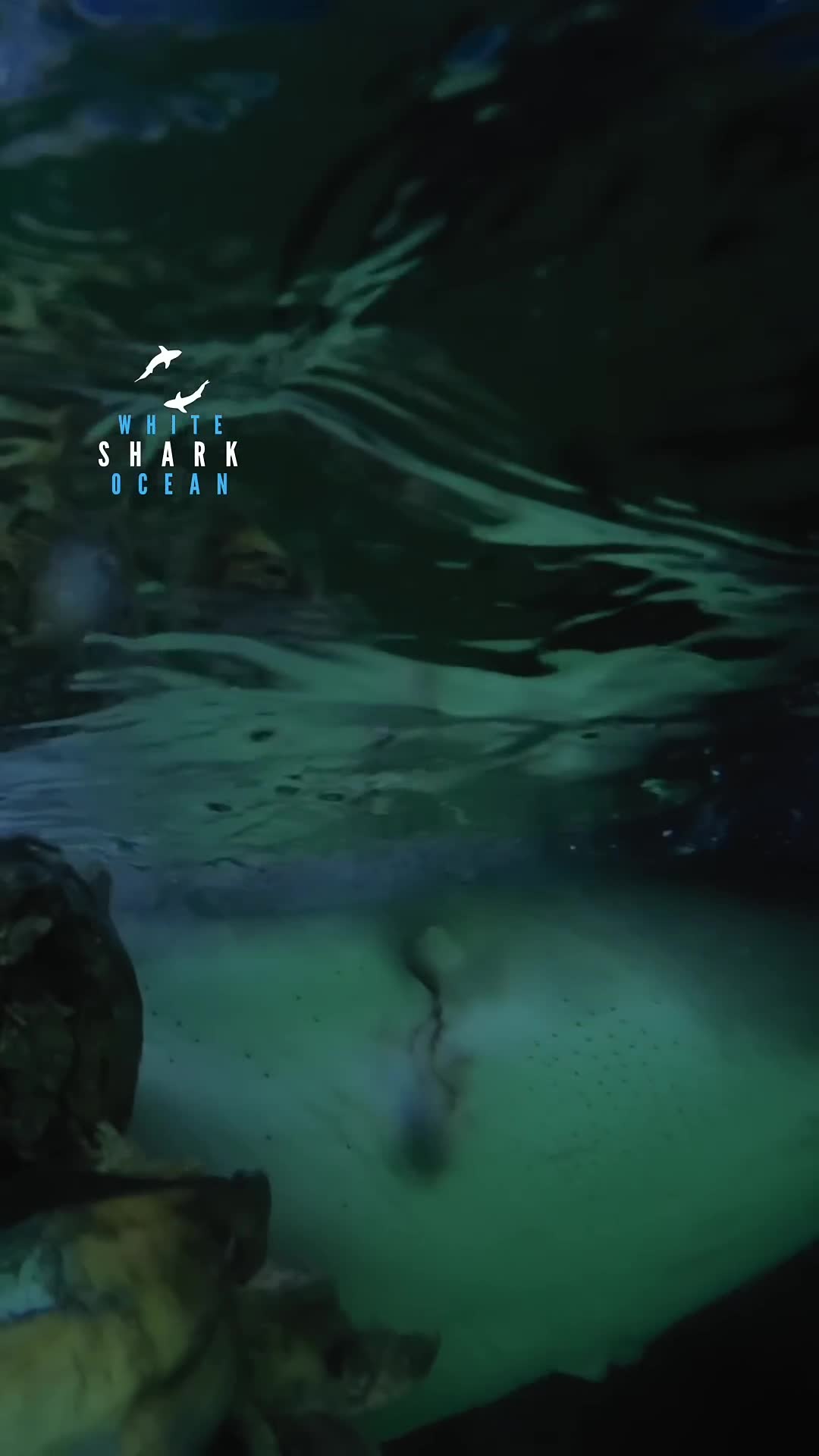 Great white shark mouths the bait