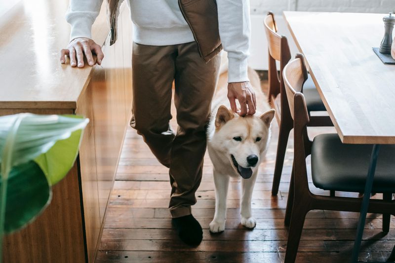 10 signs your dog is checking in on you emotionally