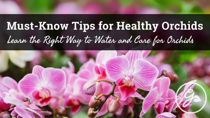 Healthy orchids made easy: Essential care tips