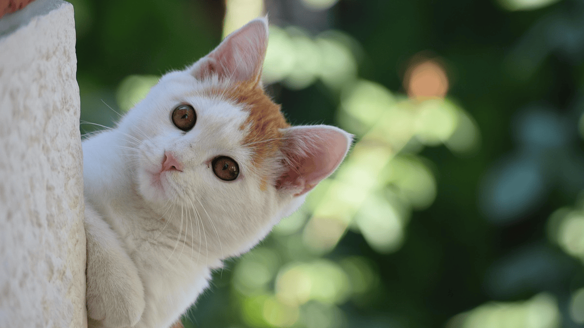 10 common mistakes that make your cat unhappy without you realizing it