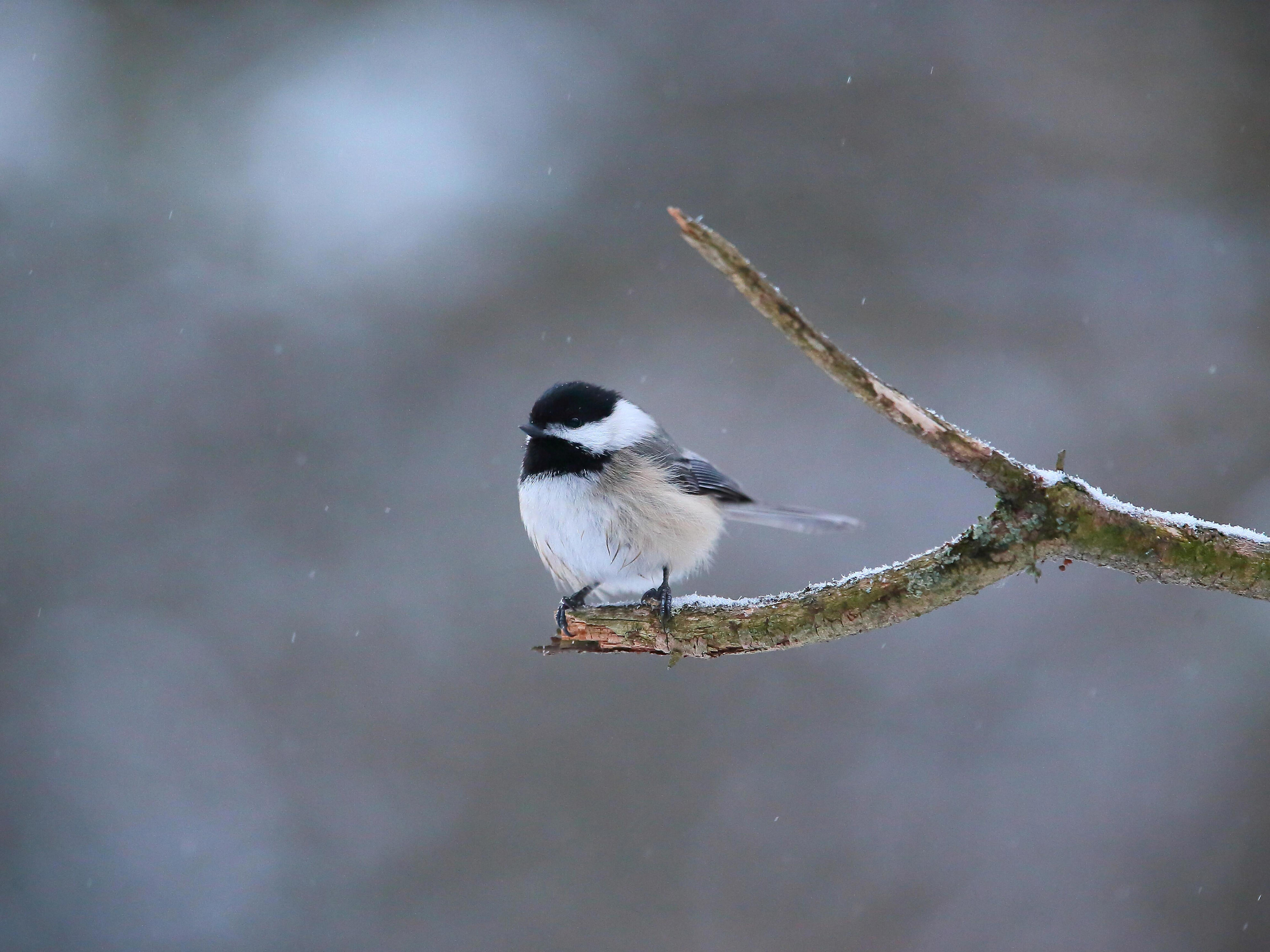 Des stratégies originales pour les oiseaux qui passent l’hiver avec nous