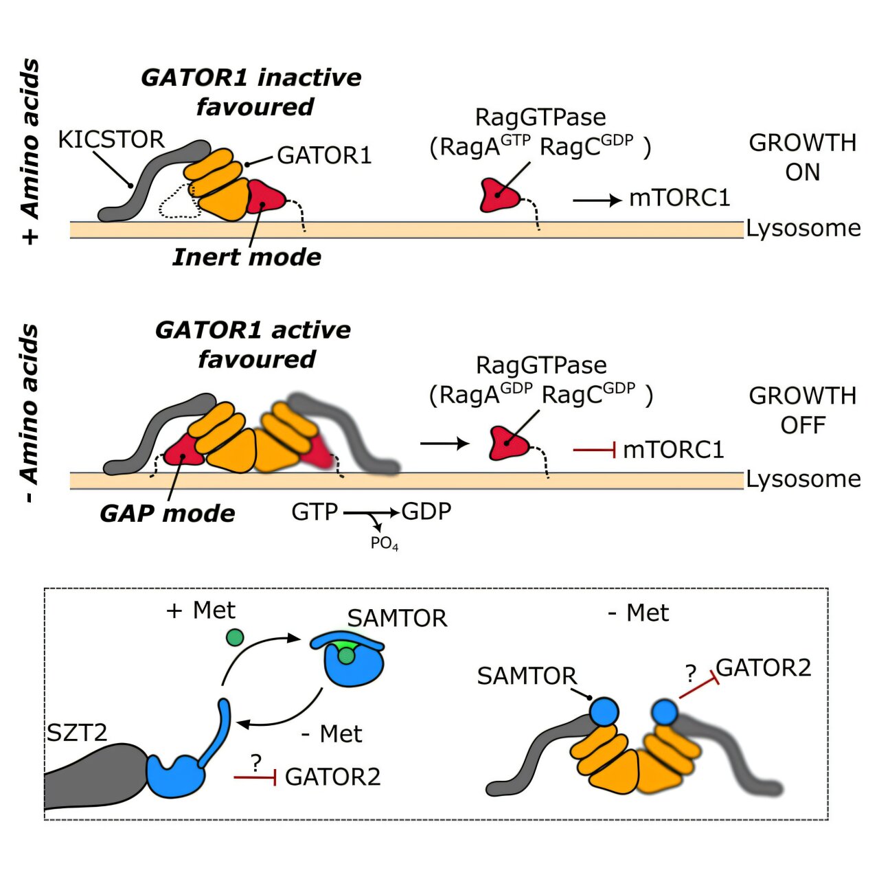 Scientists solve longstanding mystery about diseases driven by ...