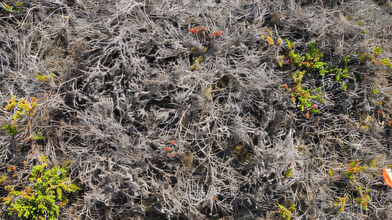 The Arctic has entered a new era of extreme weather, study suggests