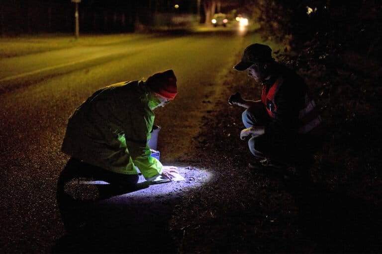 Helping Cape Town’s toads cross the road: Interview with Andrew Turner