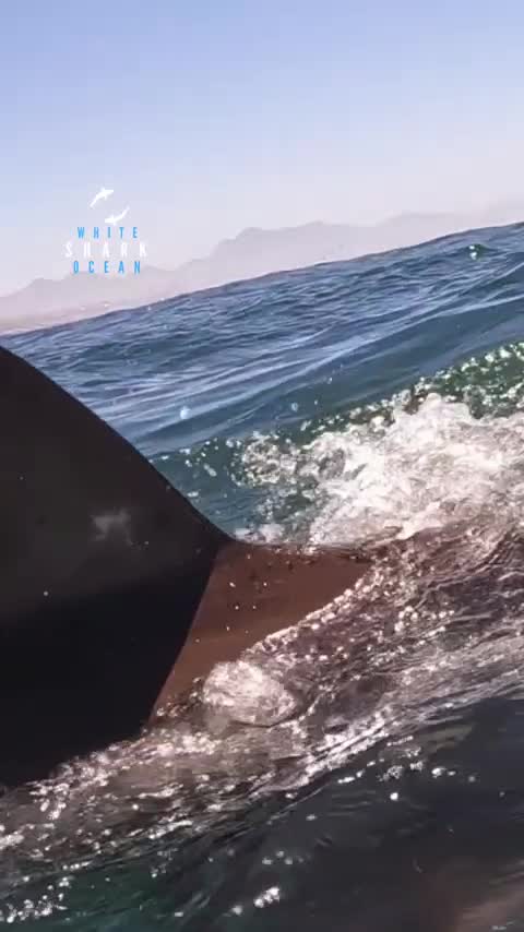 Great white shark sinks below water after lunge