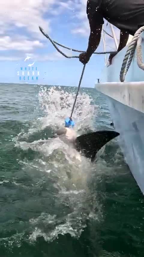 Great white shark comes in quick and steals the bait