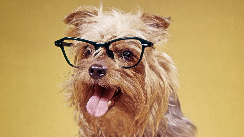 Puppy Bowl to feature senior dogs, the opposite of puppies, for first time ever