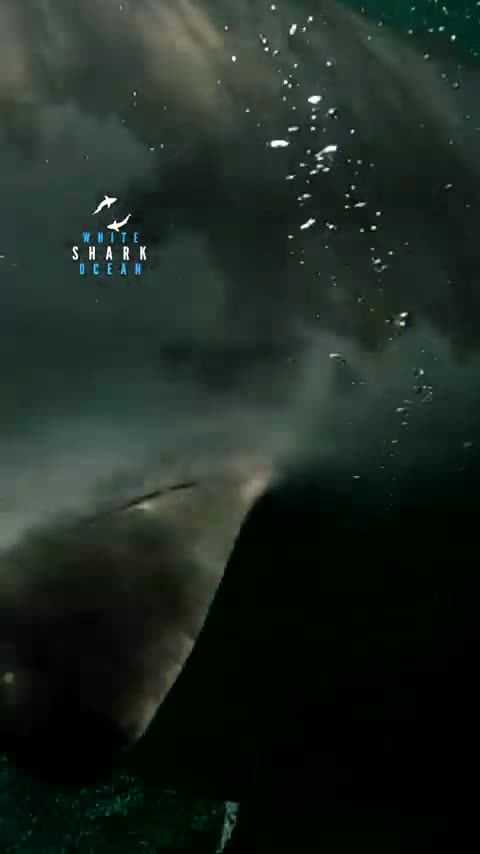 Great white smashes through the surface with jaws wide open