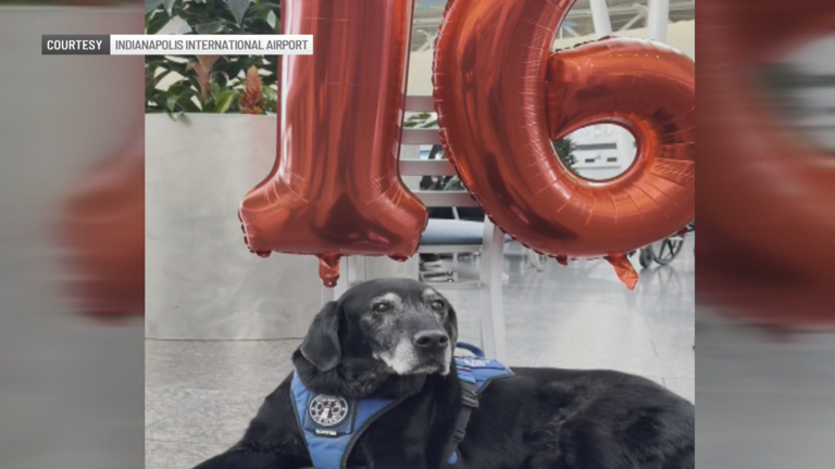 ‘Pet Pals TV': Honoring the life of retired bomb-sniffing dog TTirado