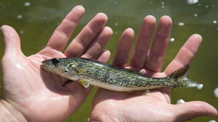 Department of Natural Resources stocked more than 600,000 fish in ...