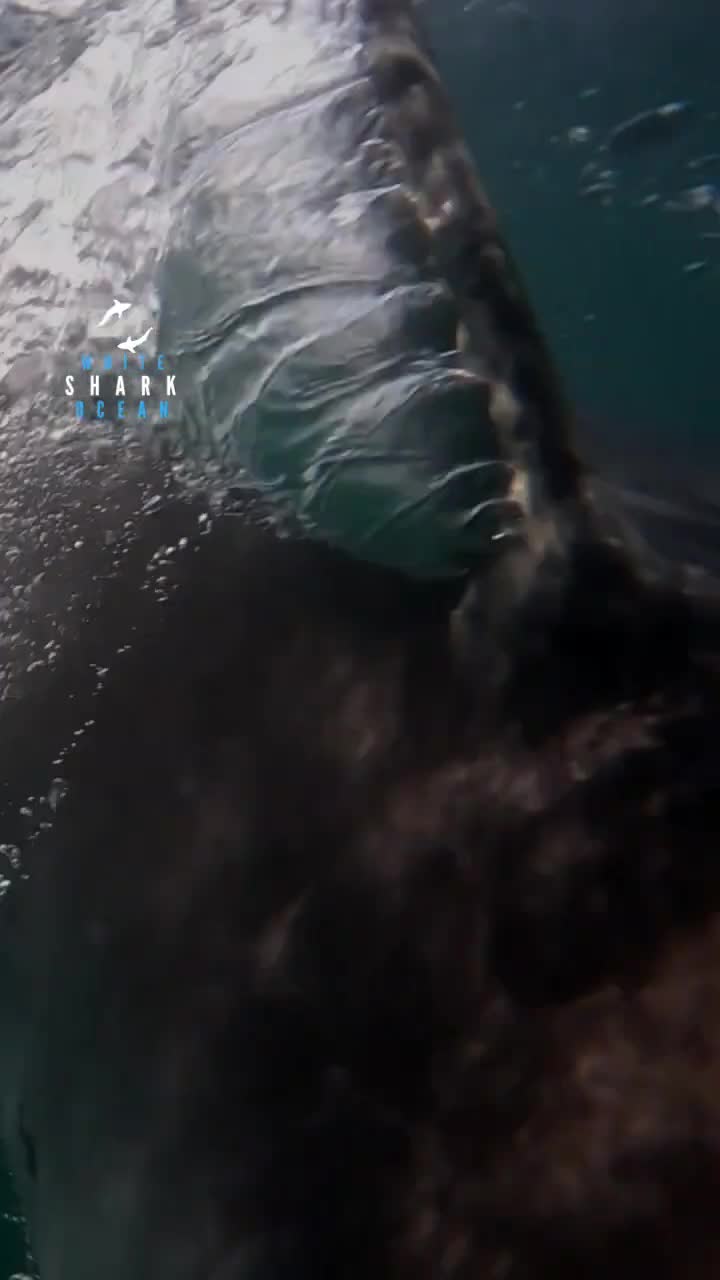 Great white dorsal races towards the GoPro #greatwhite