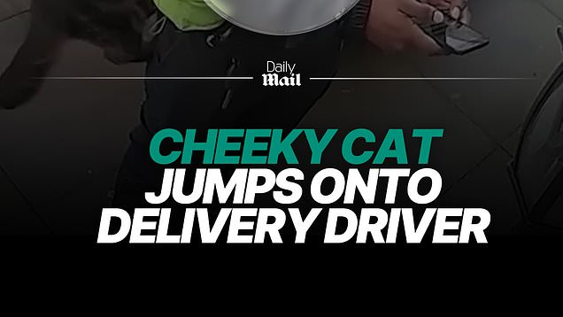 Cheeky cat jumps onto delivery driver during drop-off
