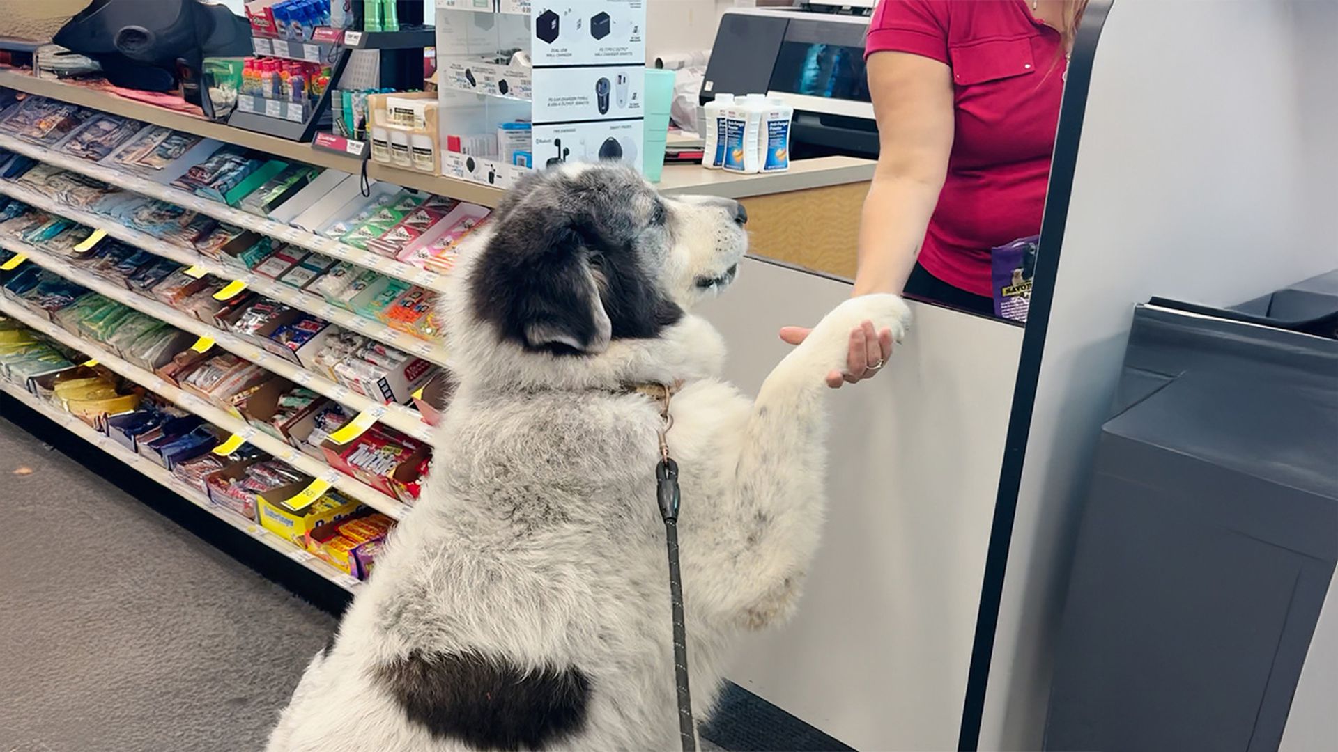 Great Pyrenees walks himself to CVS