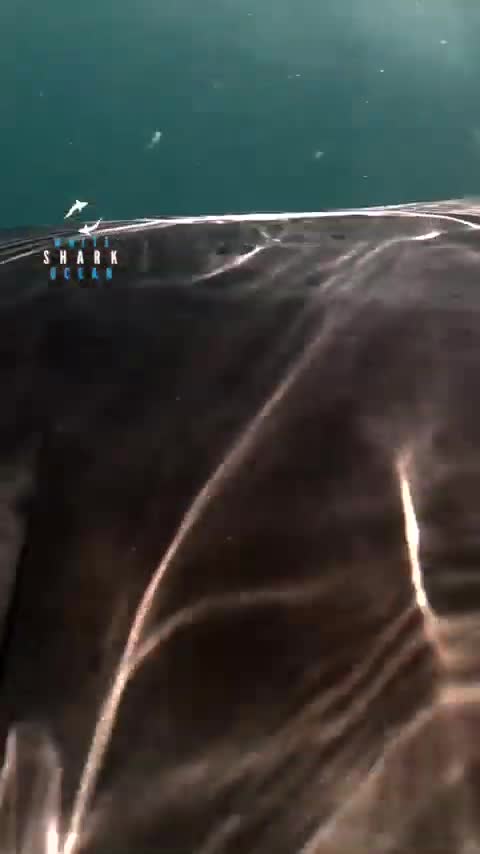 Great white shark bumps the GoPro #greatwhite