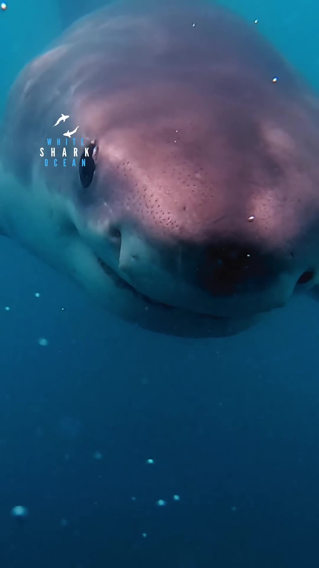 Great white shark coming for a look