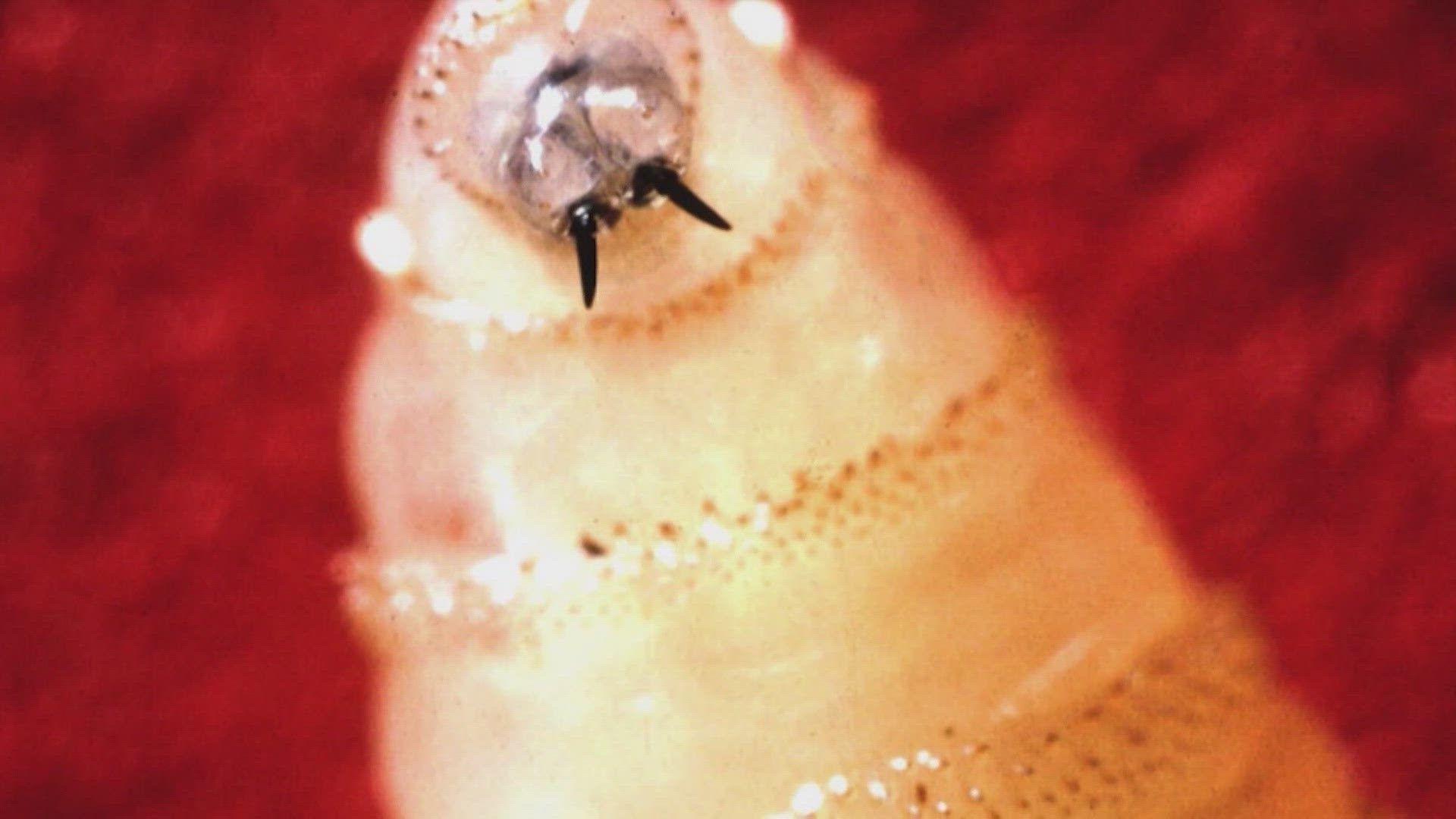 Screwworm detected 215 miles from Texas border