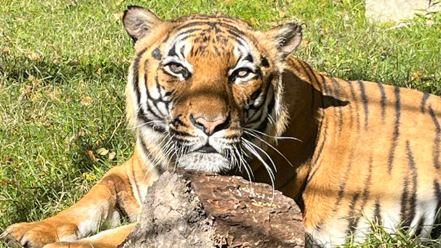 Ellen Trout Zoo welcomes new tiger