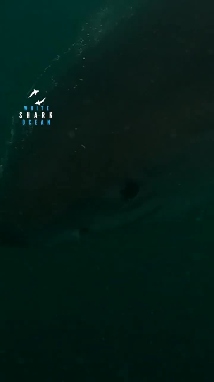 Great white breaches next to beach #greatwhite