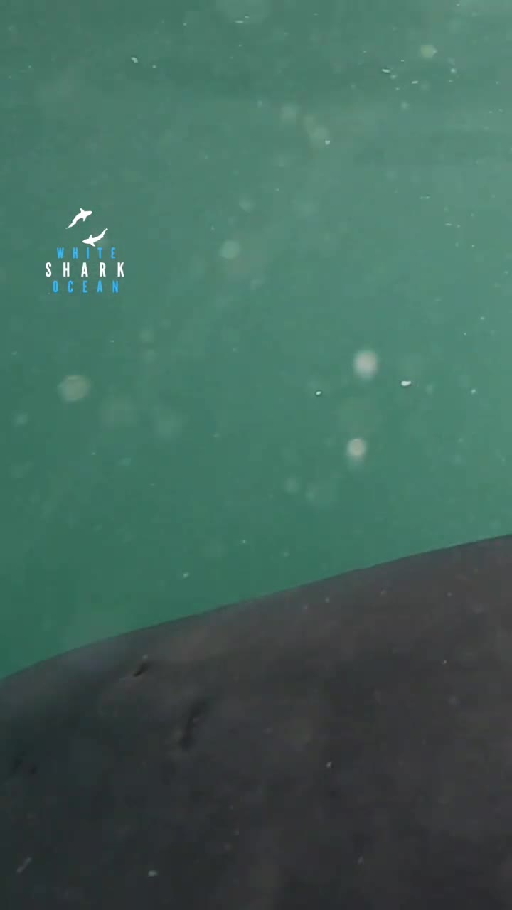 Ocean giant great white shark teeth inches from the GoPro #greatwhite