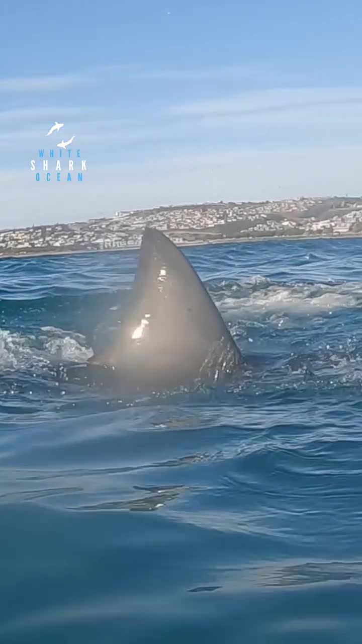 Great white shark with bite mark in its side comes up from below