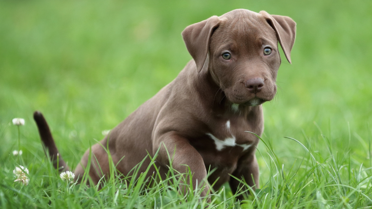 Pit bull puppy throwing tiny temper tantrum at the vet is too cute to ...