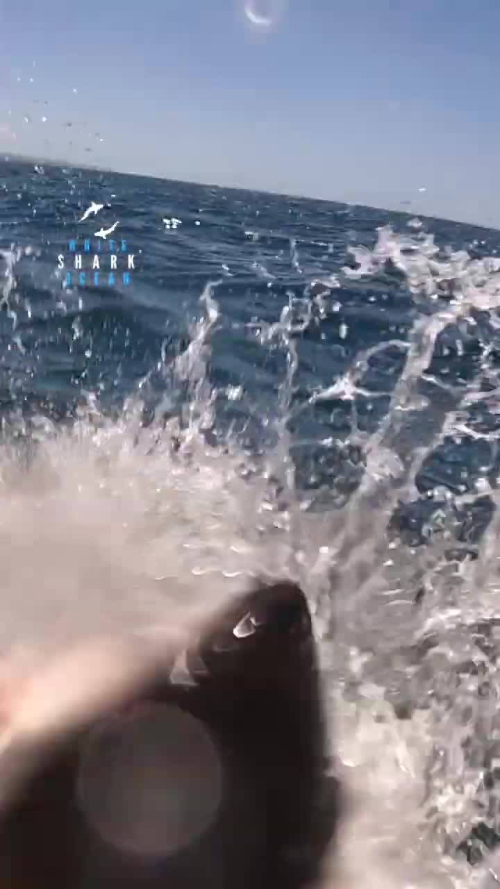 Great White Shark Are Explosive #greatwhite