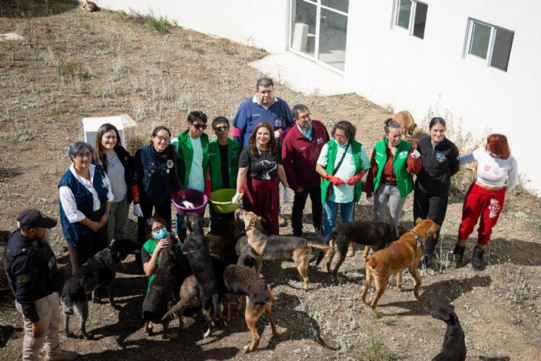 ¿Cómo adoptar a los perritos que fueron rescatados del albergue ...