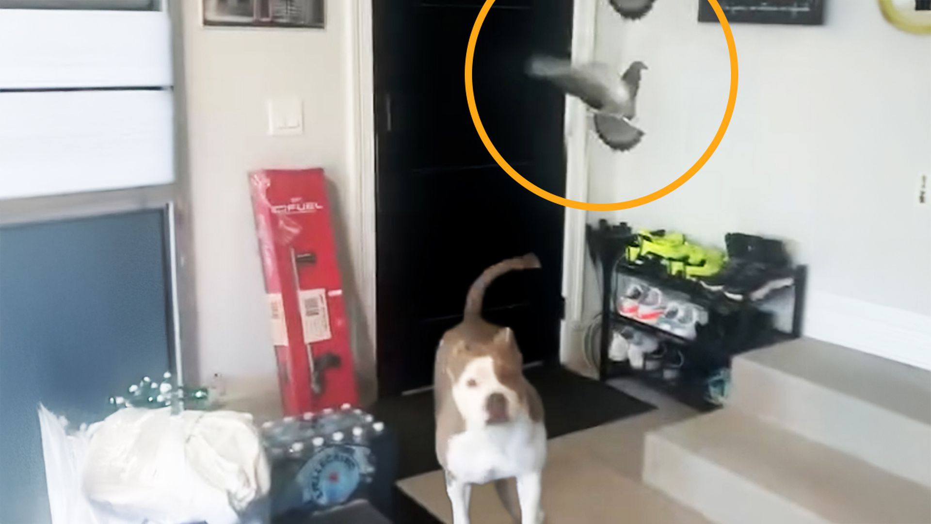 Pigeon is never far from pit bull sister